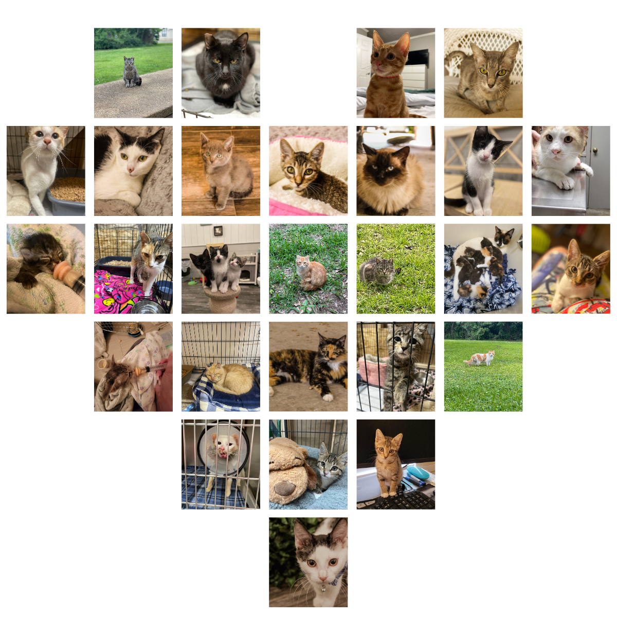 Friends of Ferals – TNR & Cat Rescue